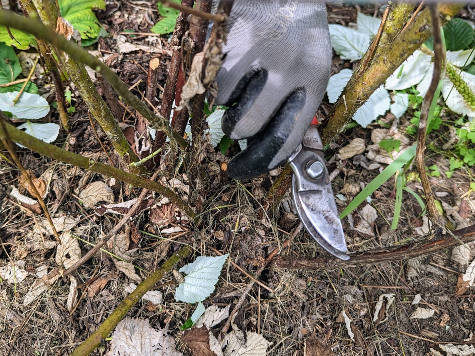 Maintaining the Raspberry Bushes - The Martha Stewart Blog