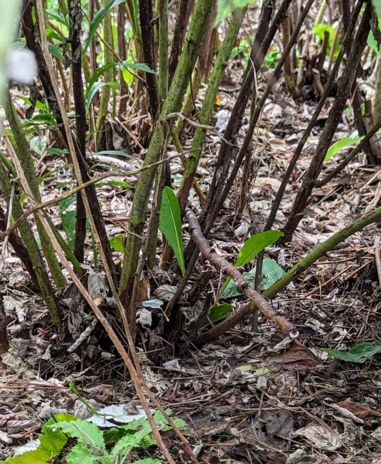 Maintaining the Raspberry Bushes - The Martha Stewart Blog