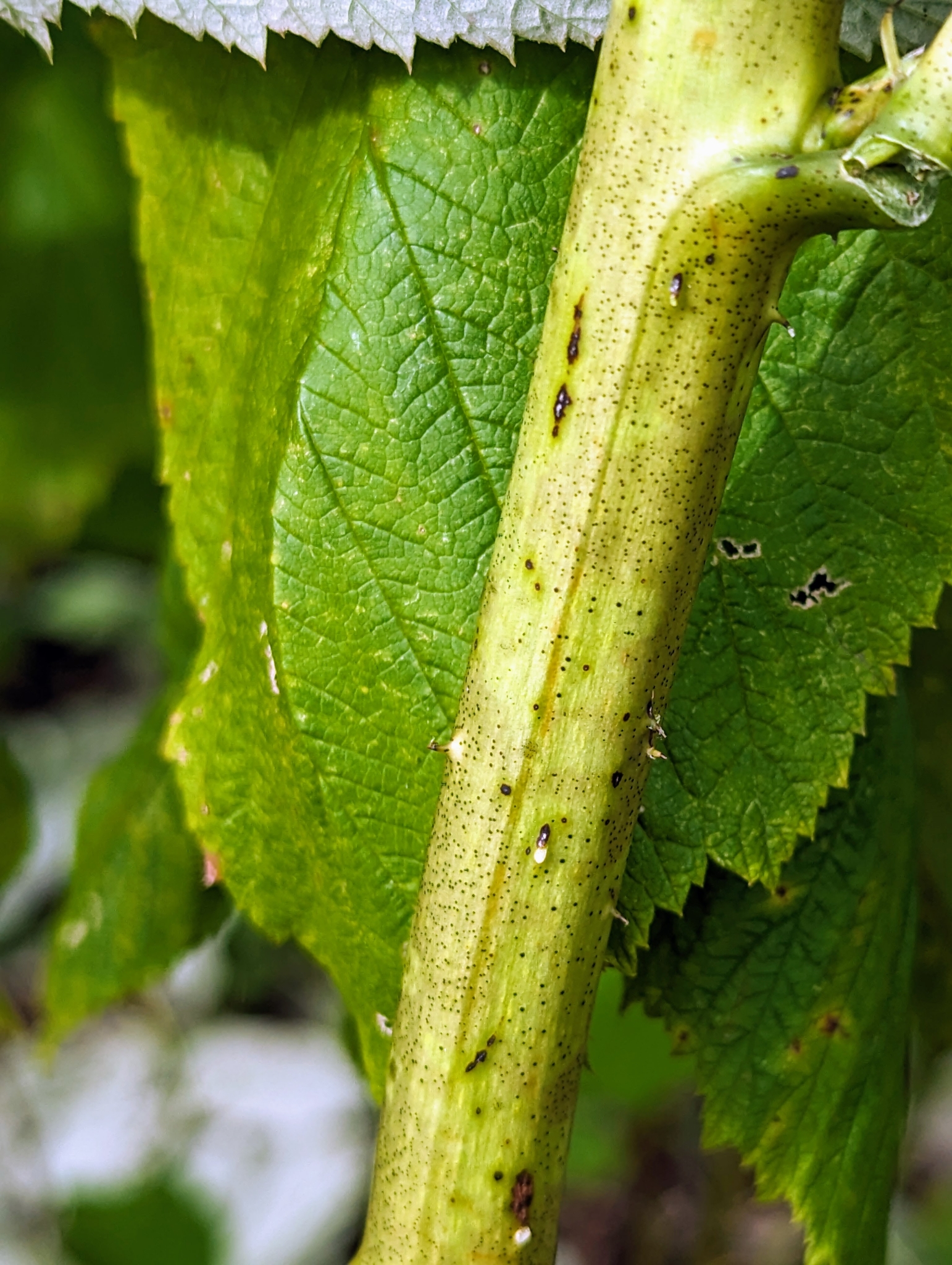 Maintaining the Raspberry Bushes - The Martha Stewart Blog