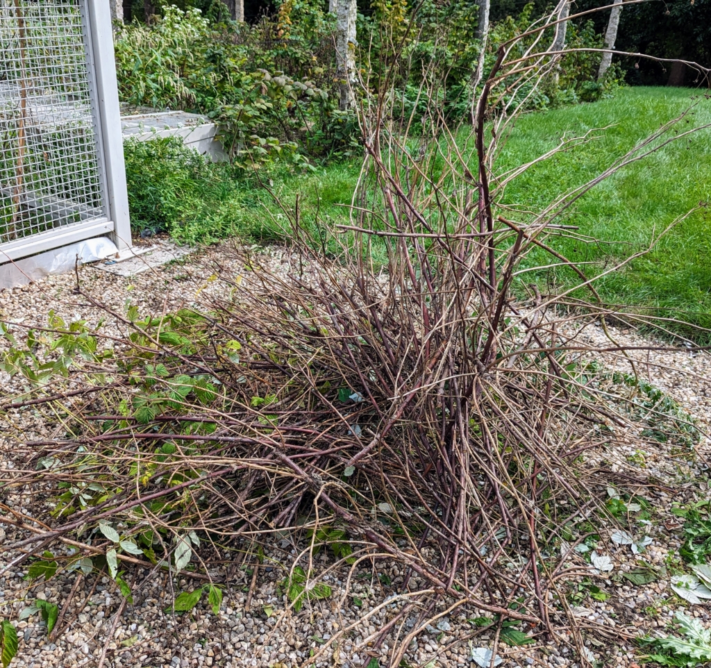 Maintaining the Raspberry Bushes - The Martha Stewart Blog