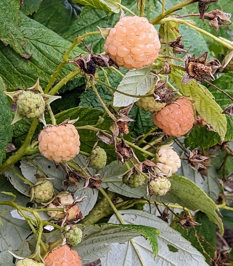 Maintaining the Raspberry Bushes - The Martha Stewart Blog