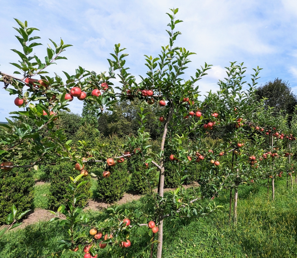 Fruits Growing at My Farm - The Martha Stewart Blog