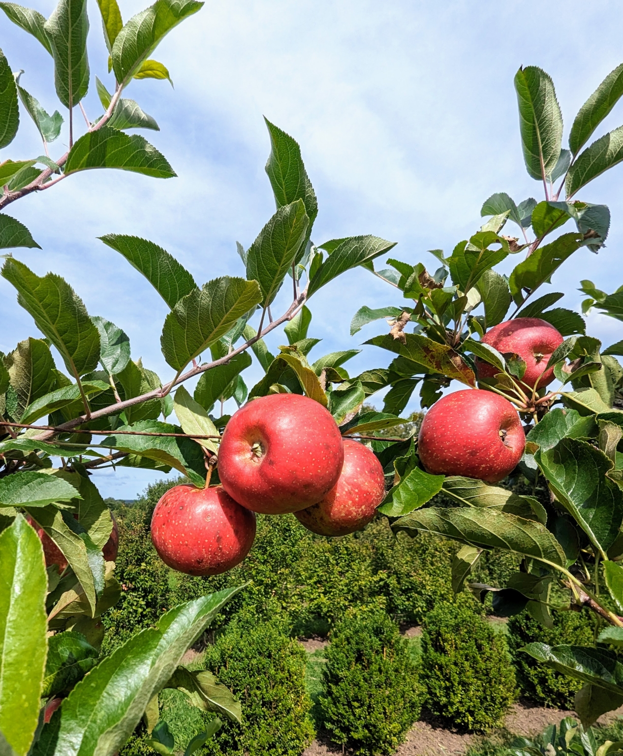 Fruits Growing at My Farm - The Martha Stewart Blog