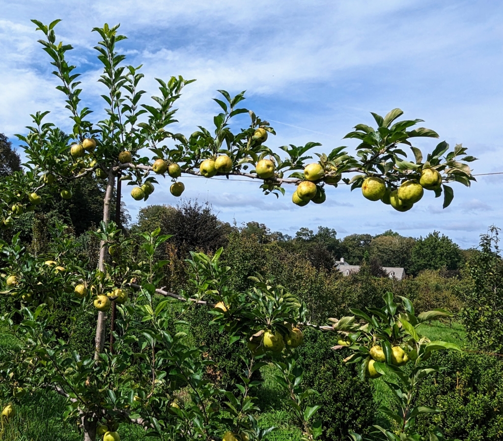 Fruits Growing at My Farm - The Martha Stewart Blog