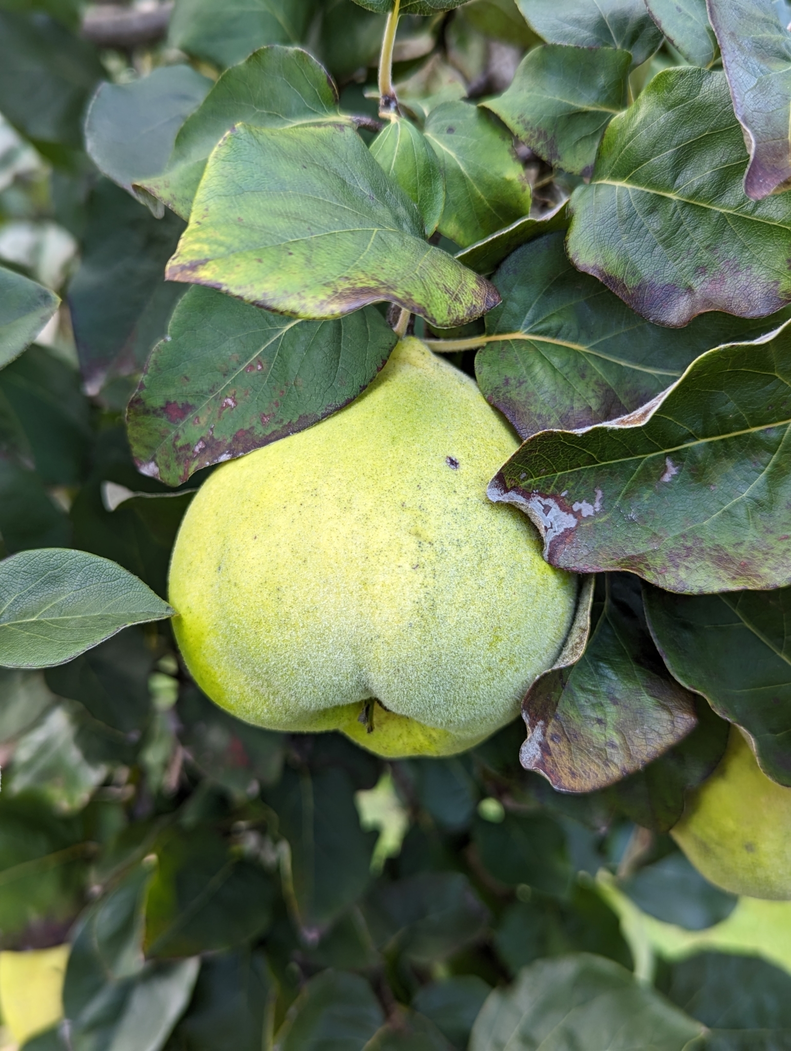Fruits Growing at My Farm - The Martha Stewart Blog