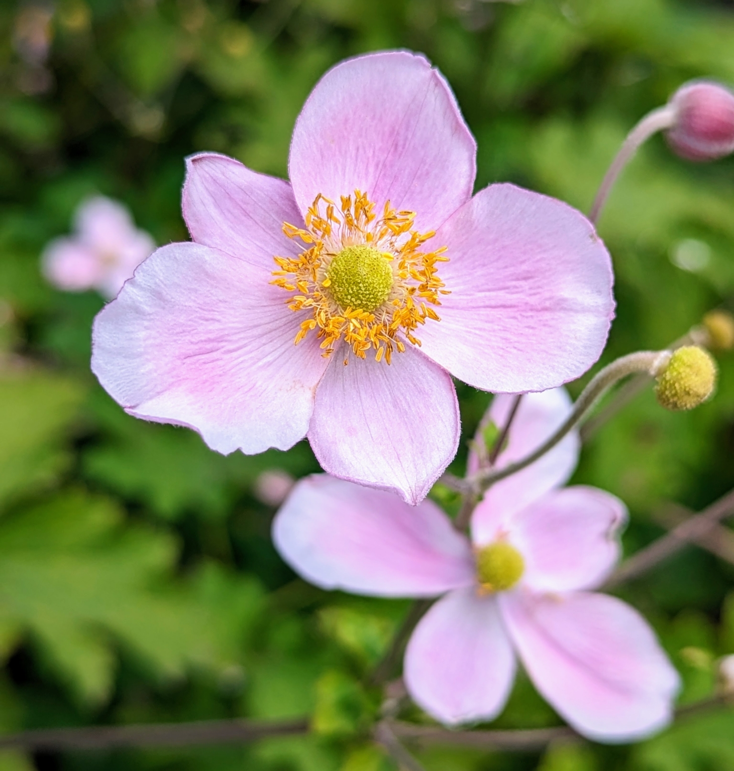 Early Autumn Color in the Gardens - The Martha Stewart Blog
