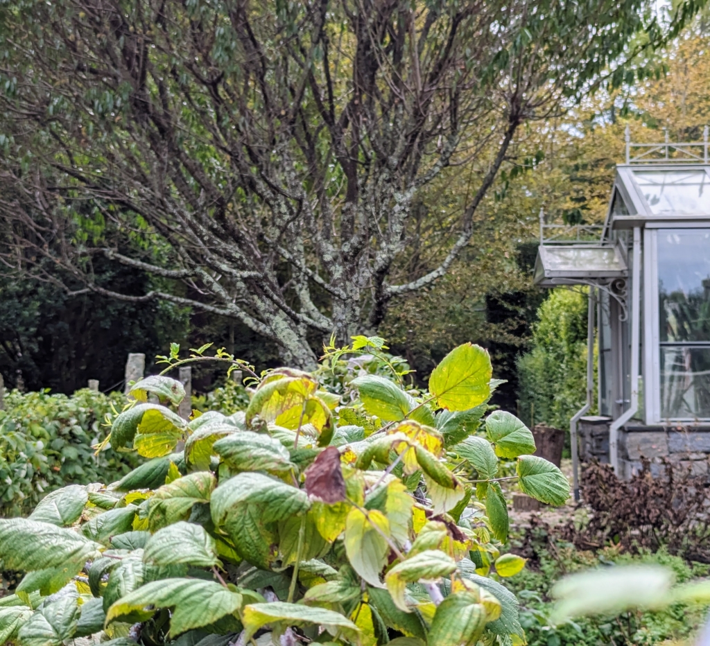 Maintaining the Raspberry Bushes - The Martha Stewart Blog