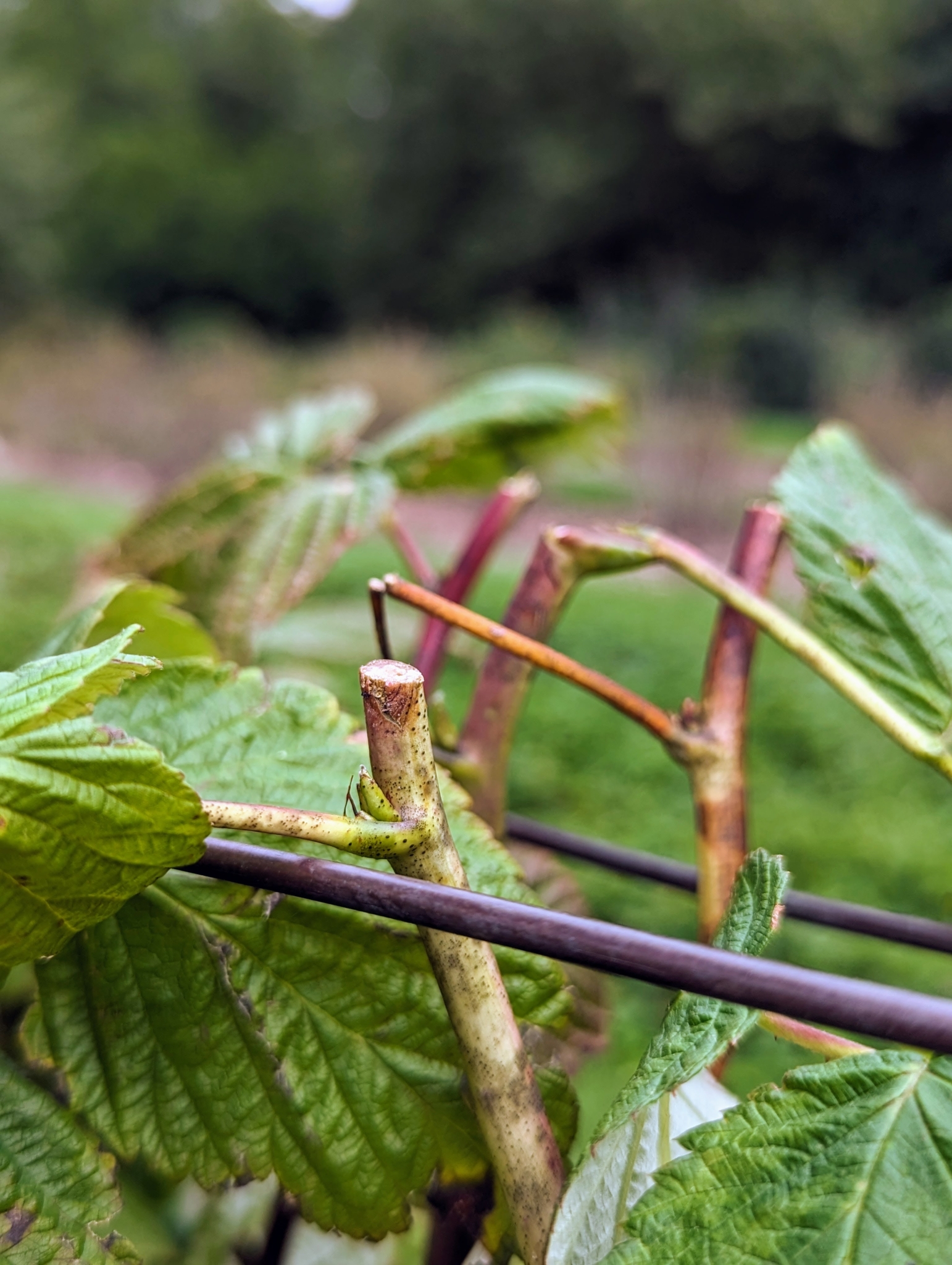 Maintaining the Raspberry Bushes - The Martha Stewart Blog