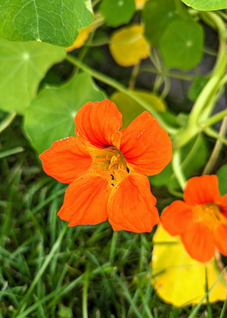 Early Autumn Color in the Gardens - The Martha Stewart Blog