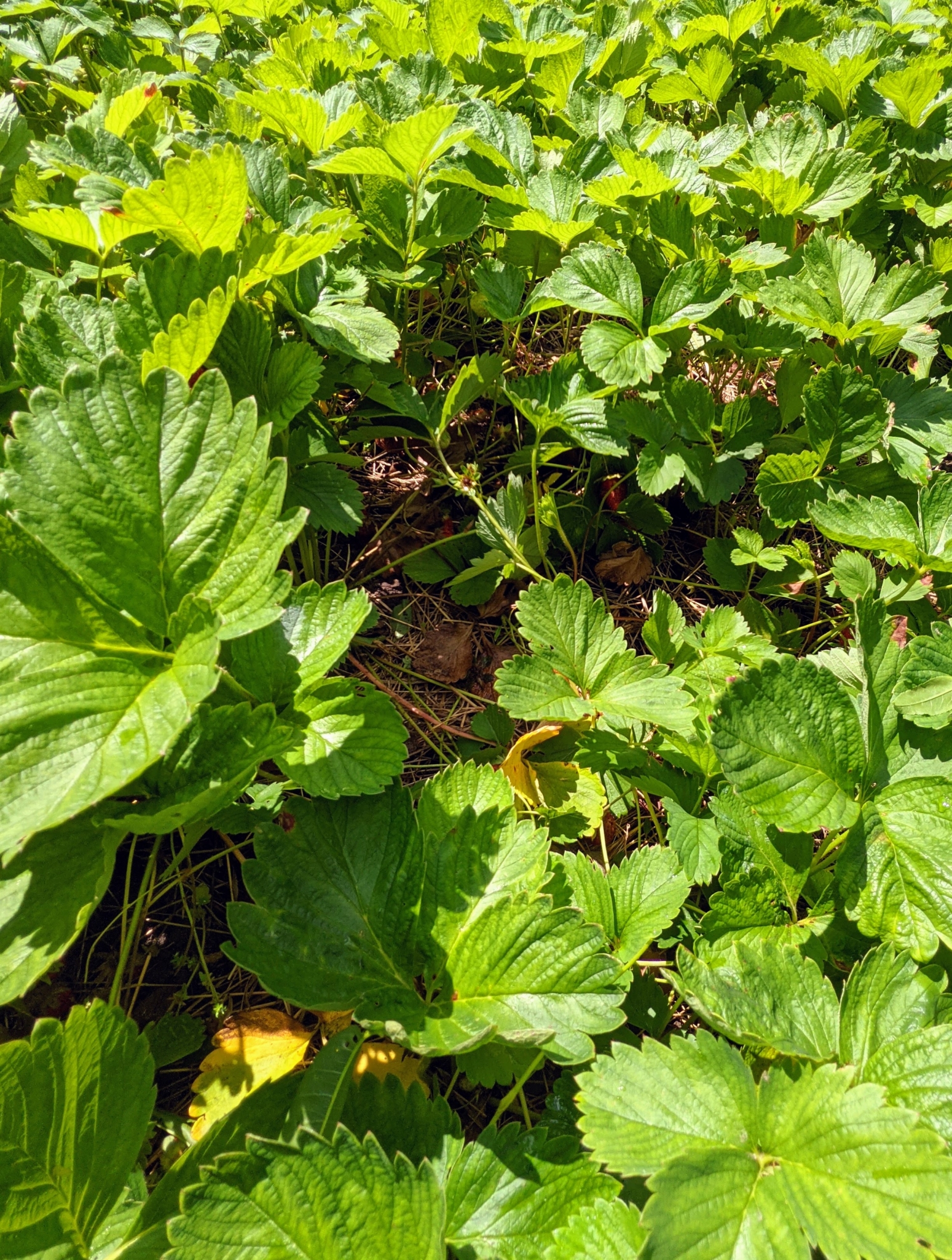 The Martha Stewart Blog : Blog Archive Extending My Strawberry Patch ...