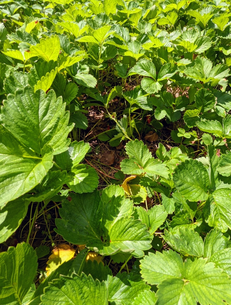 Extending My Strawberry Patch - The Martha Stewart Blog