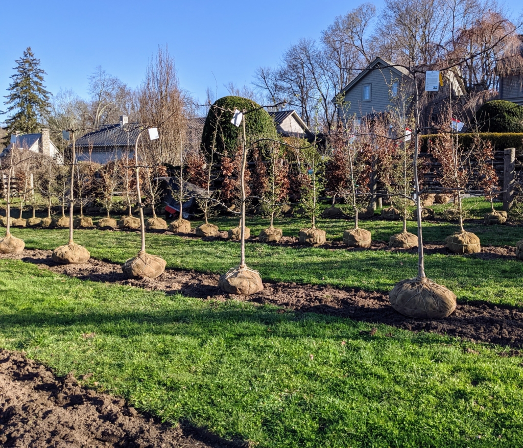 Planting European Hornbeams and Parrotias in My Maze - The Martha ...