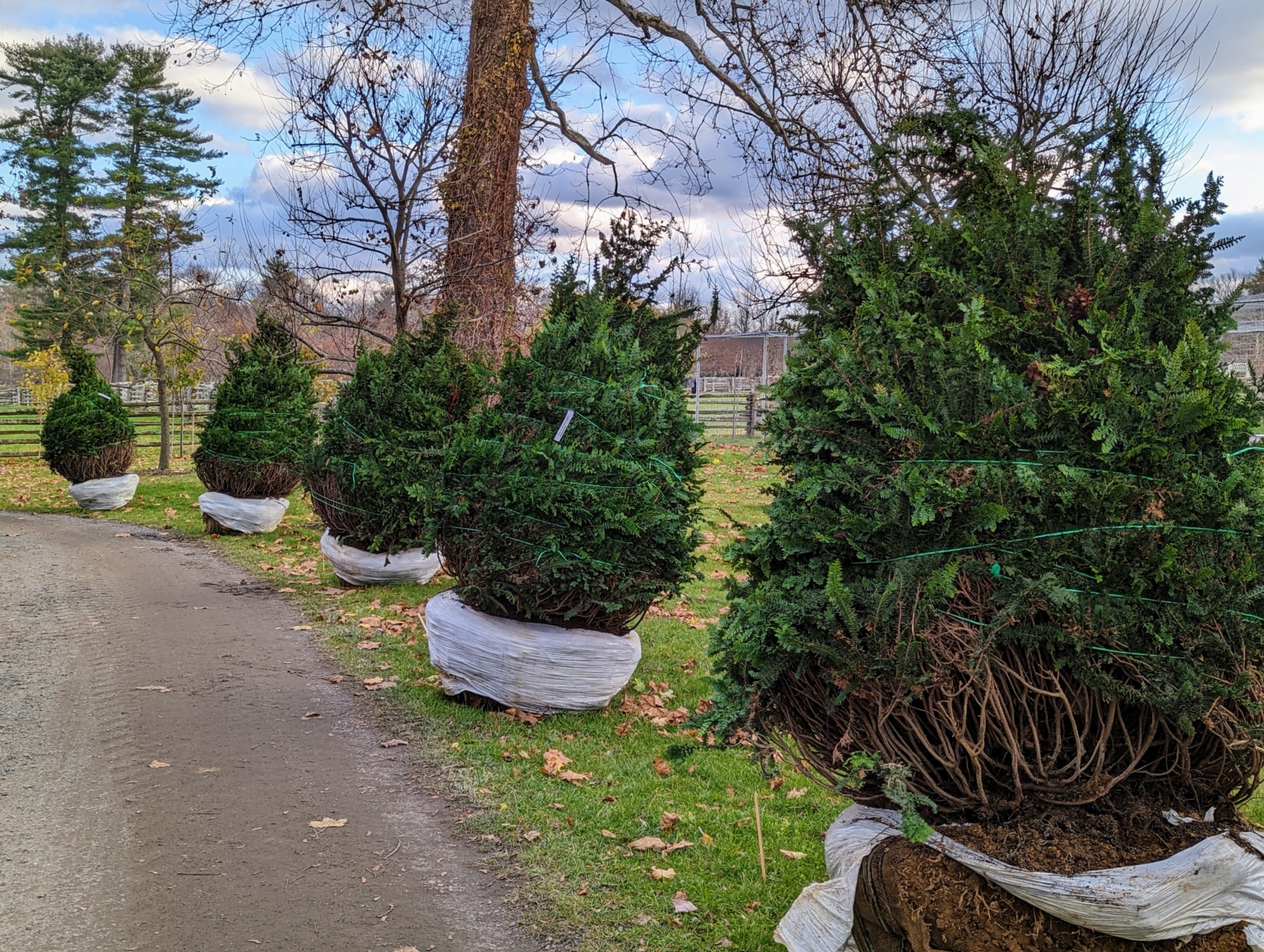 Planting More Fernspray Hinoki Cypress - The Martha Stewart Blog