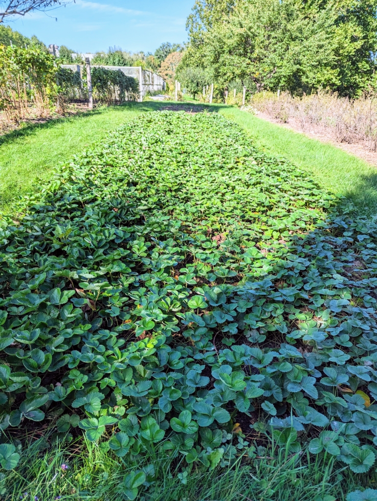 Extending My Strawberry Patch - The Martha Stewart Blog