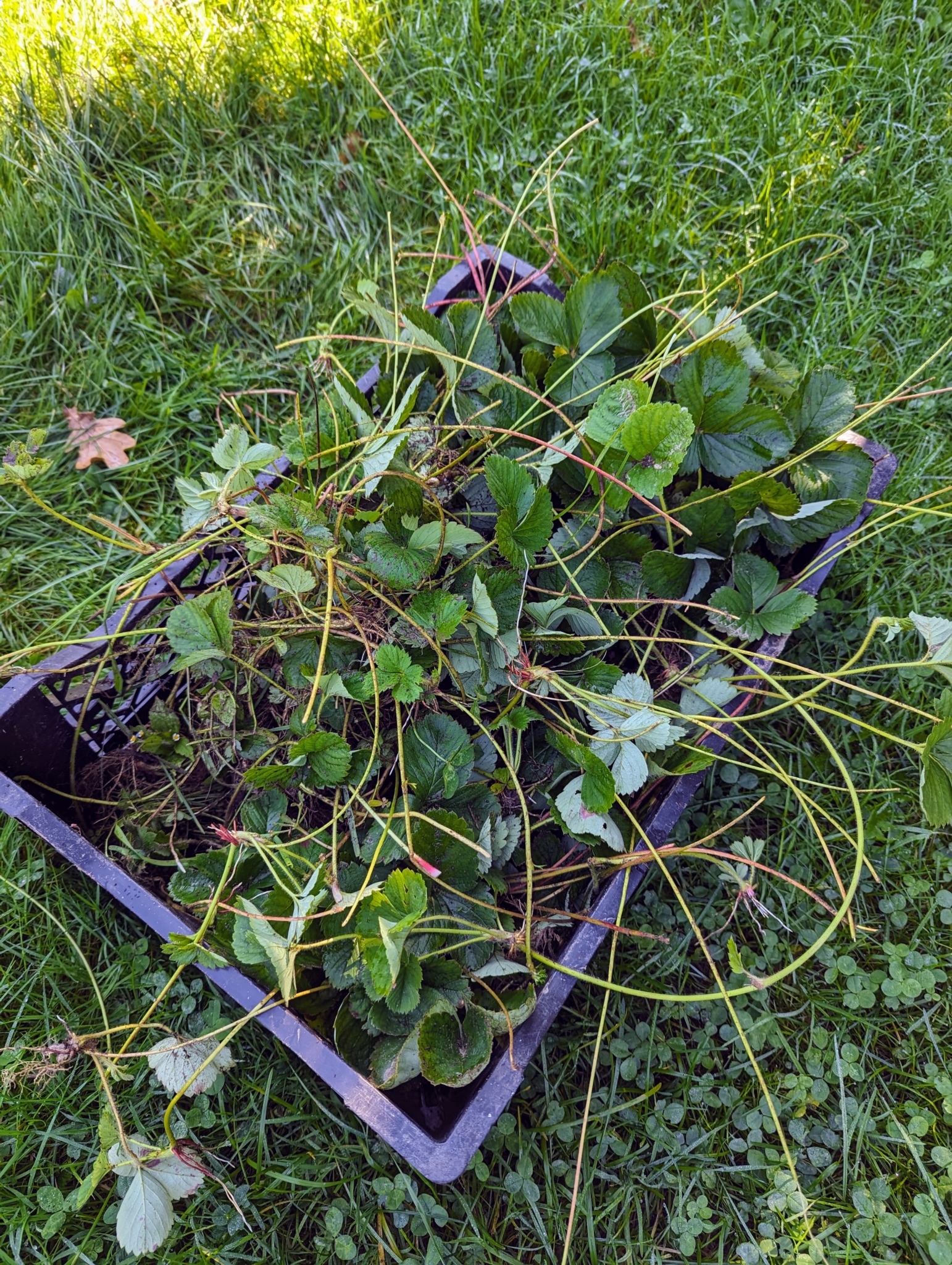 The Martha Stewart Blog : Blog Archive Extending My Strawberry Patch ...