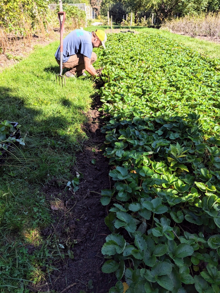 Extending My Strawberry Patch - The Martha Stewart Blog