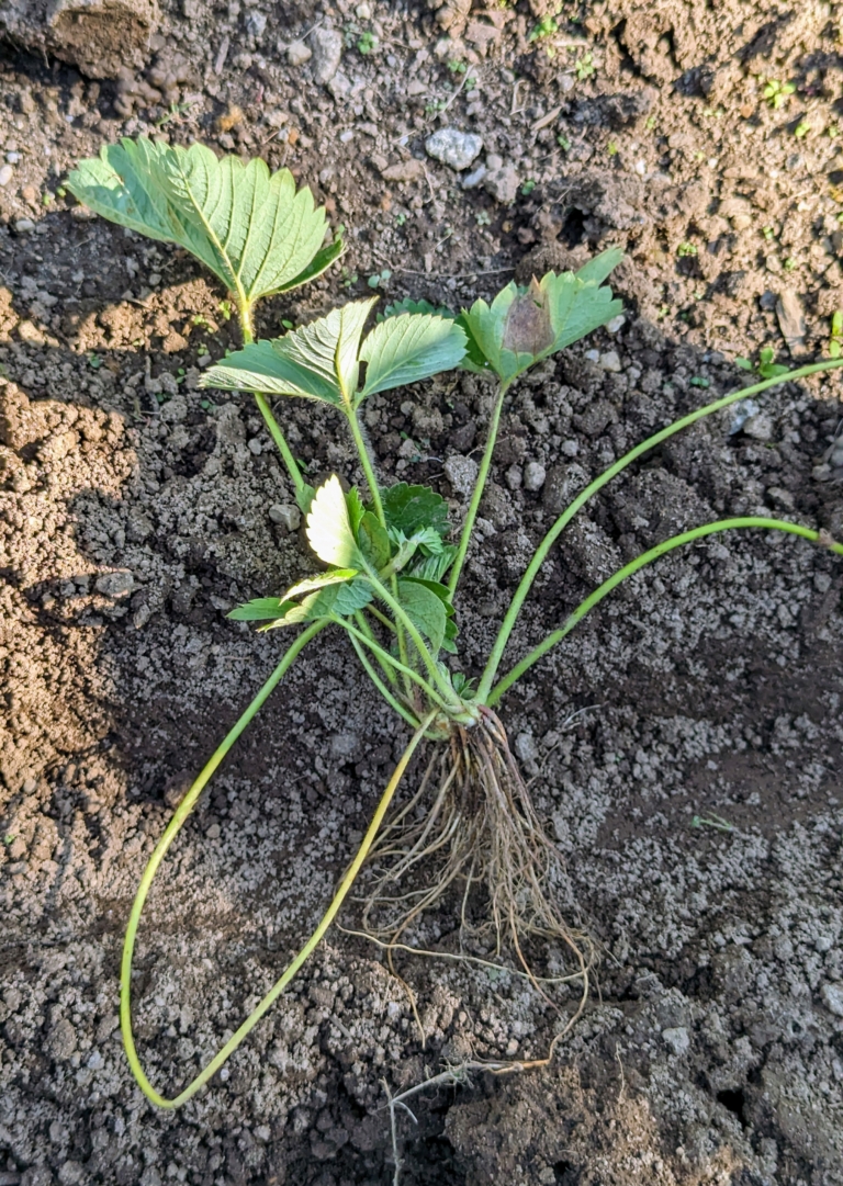 Extending My Strawberry Patch - The Martha Stewart Blog