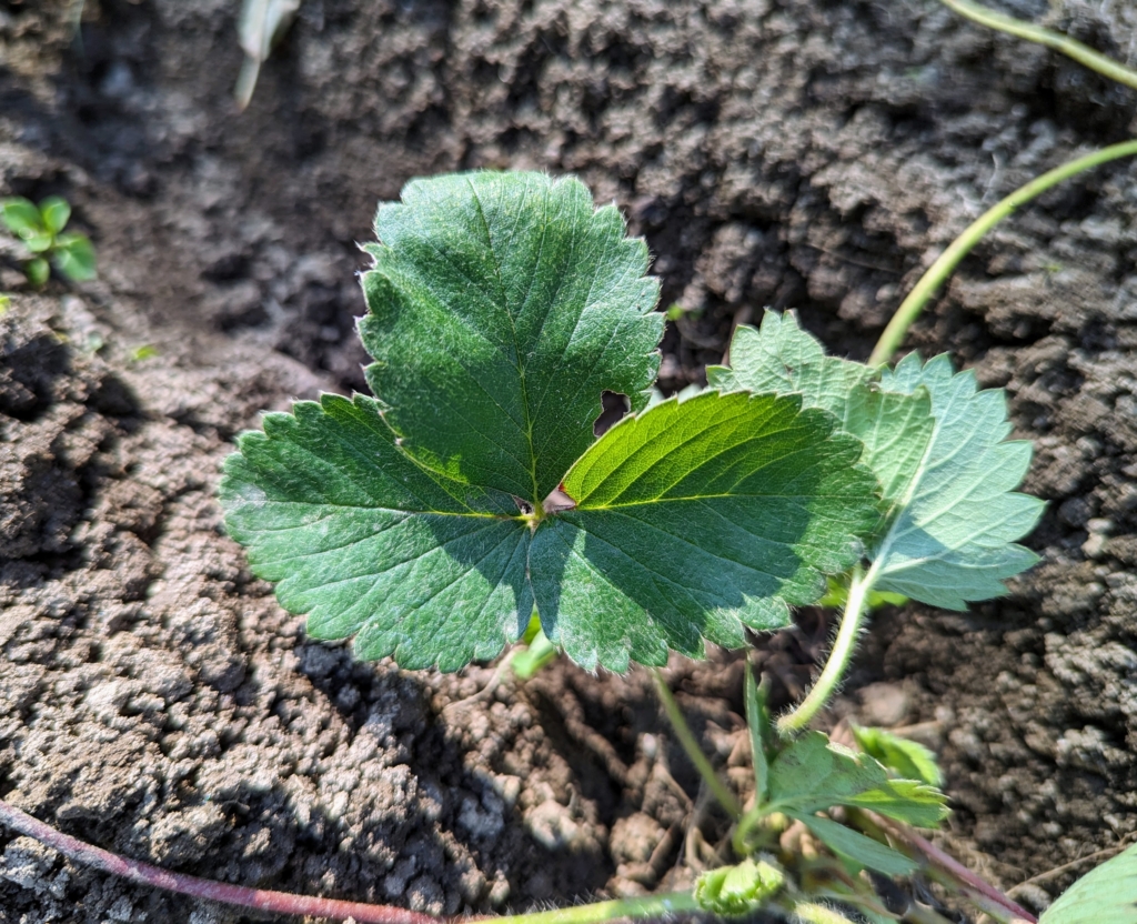 Extending My Strawberry Patch - The Martha Stewart Blog