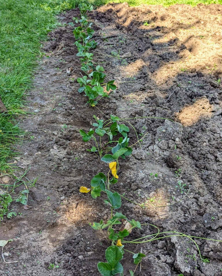 Extending My Strawberry Patch - The Martha Stewart Blog