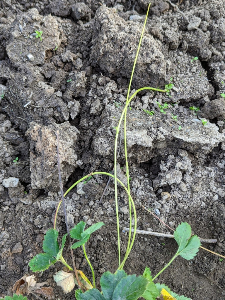 Extending My Strawberry Patch - The Martha Stewart Blog