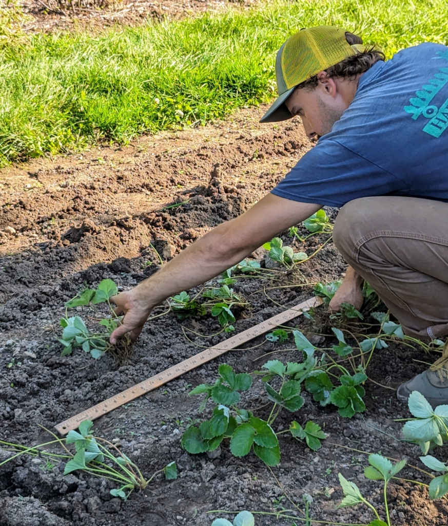 Extending My Strawberry Patch - The Martha Stewart Blog