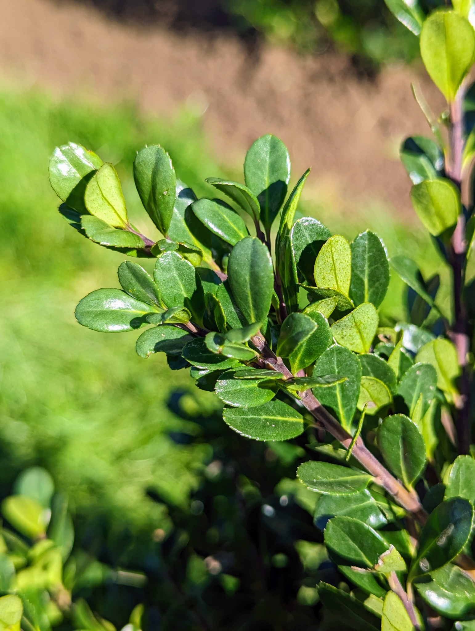 The Martha Stewart Blog : Blog Archive Adding More Holly to My Living ...