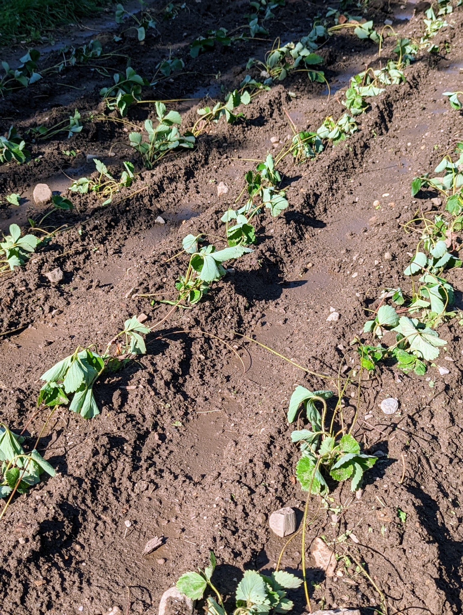 The Martha Stewart Blog : Blog Archive Extending My Strawberry Patch ...