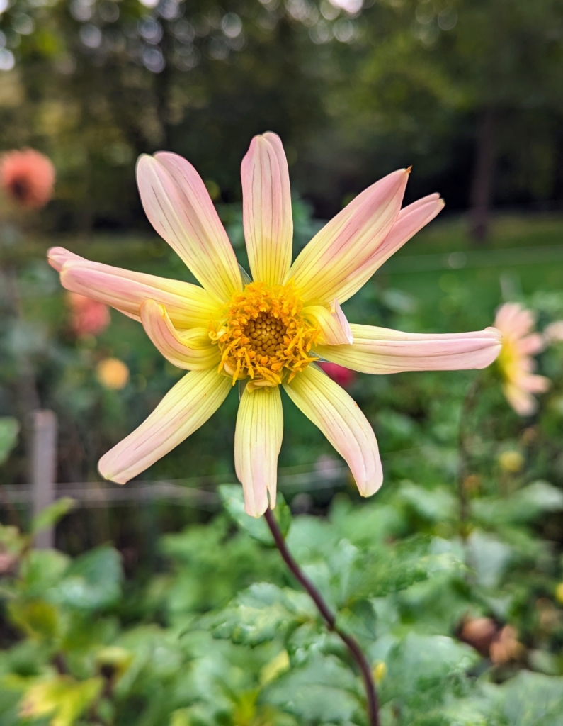 Late October Dahlias - The Martha Stewart Blog