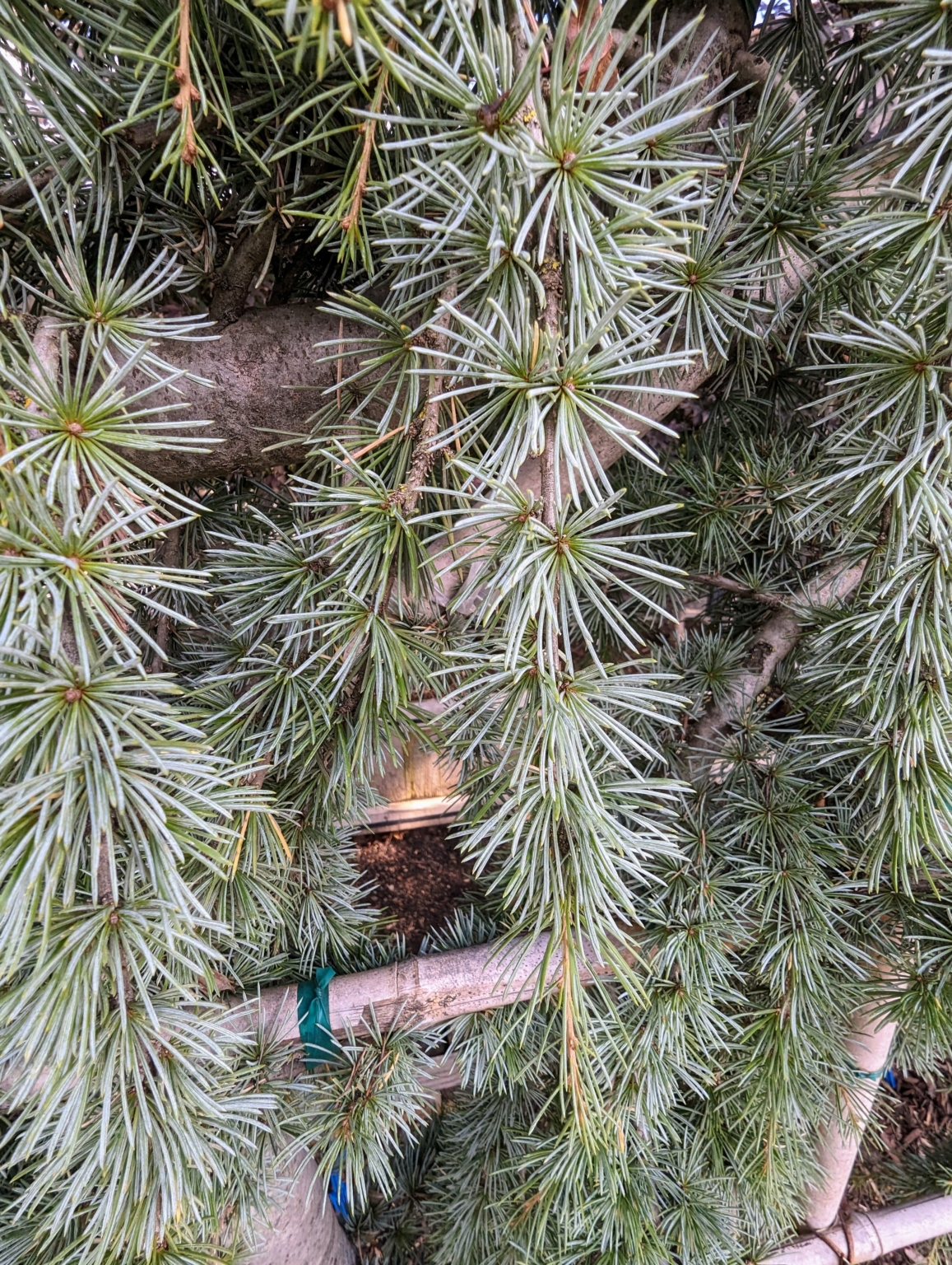 A Visit to Select Horticulture Inc. in Pound Ridge, New York - The ...