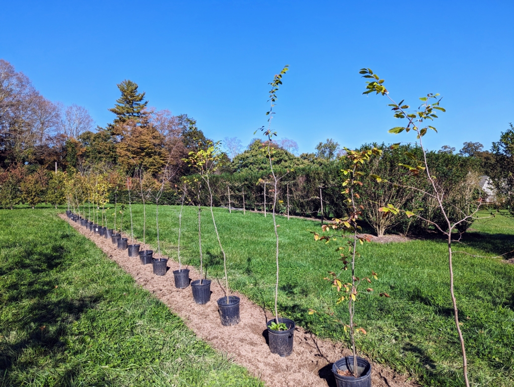Adding Hornbeams and Hedge Maples to My Living Maze - The Martha ...