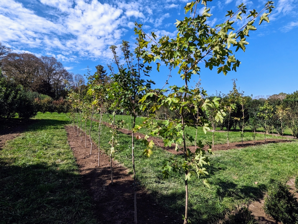 Adding Hornbeams and Hedge Maples to My Living Maze - The Martha ...