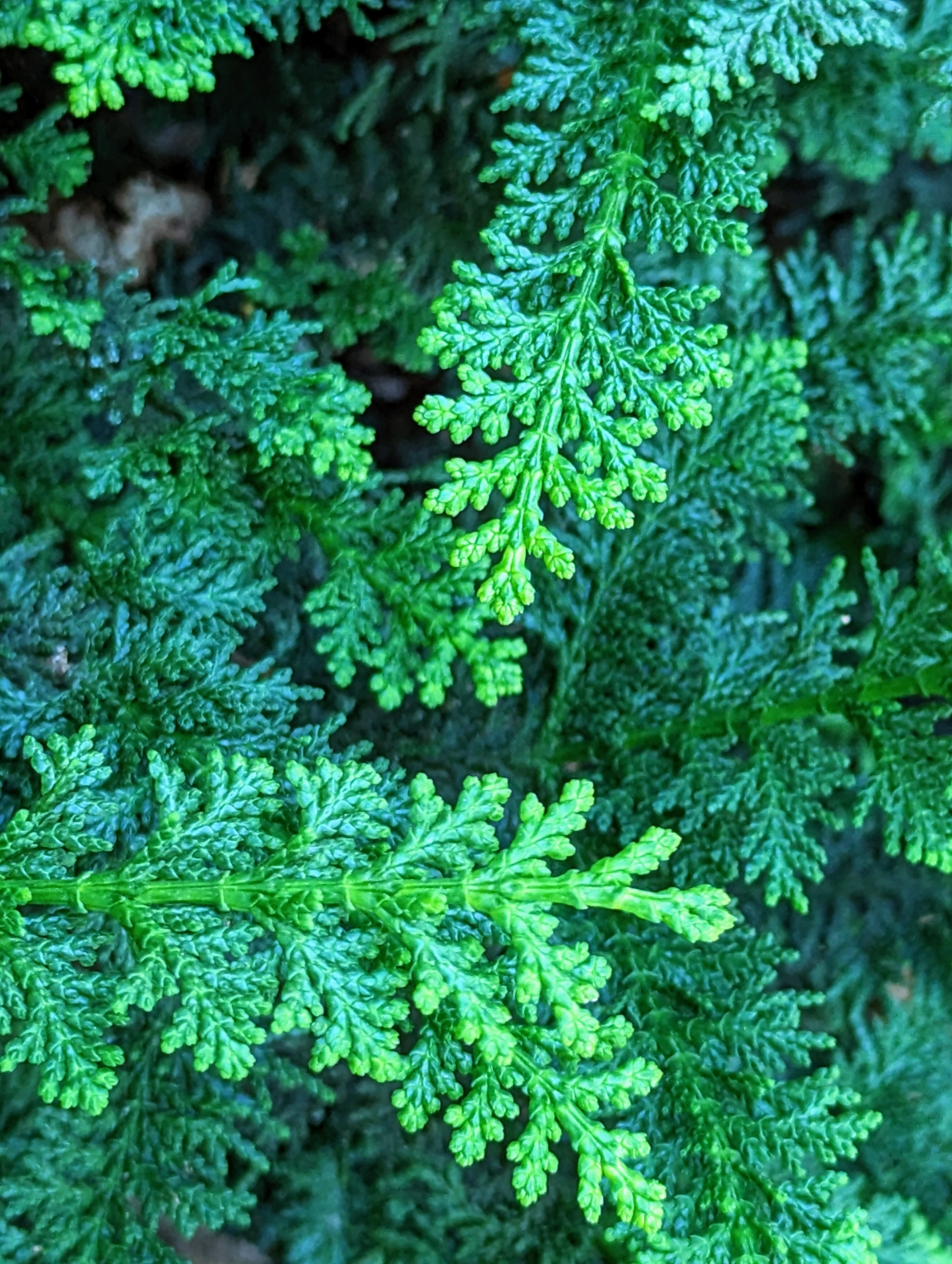 Planting More Fernspray Hinoki Cypress - The Martha Stewart Blog
