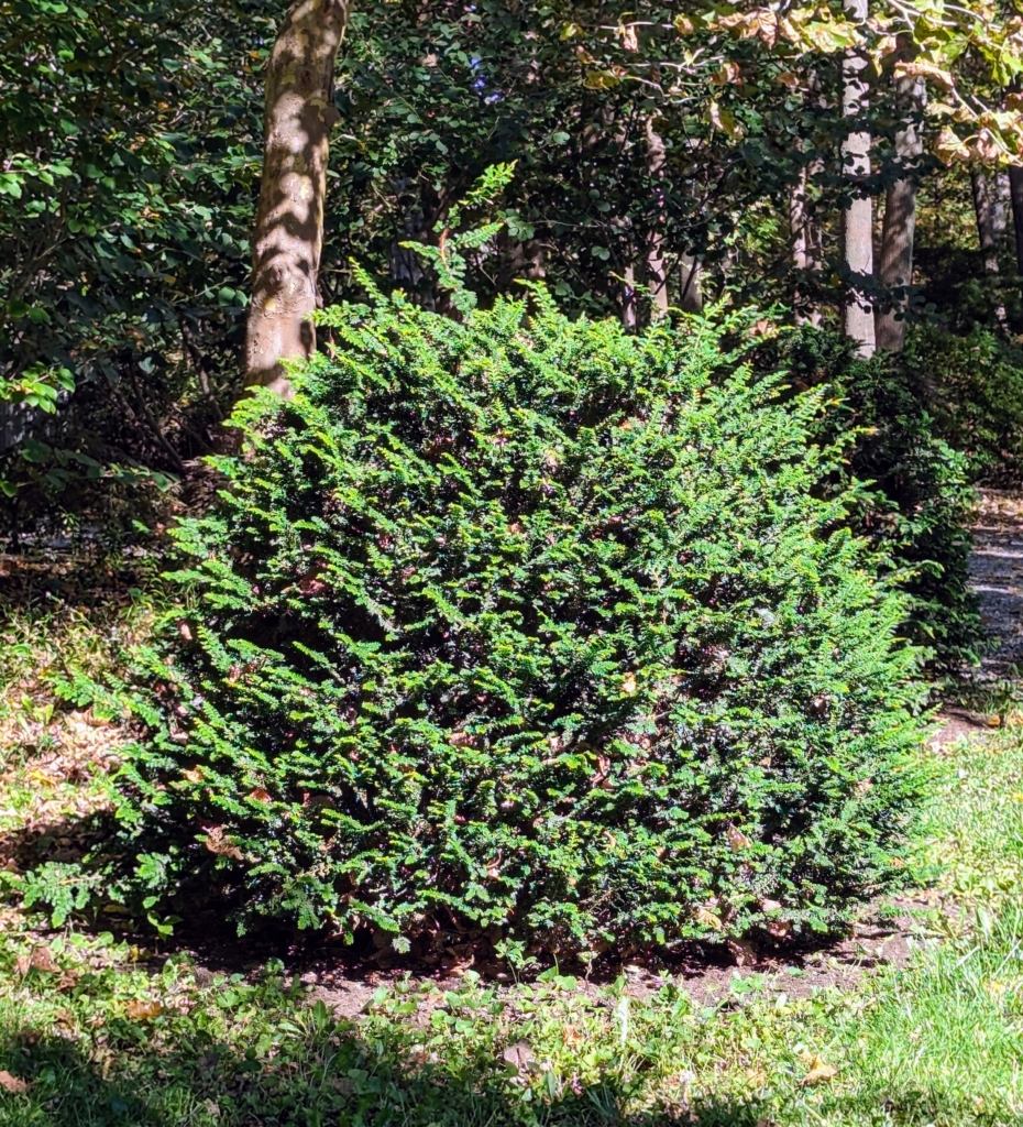 Planting More Fernspray Hinoki Cypress - The Martha Stewart Blog