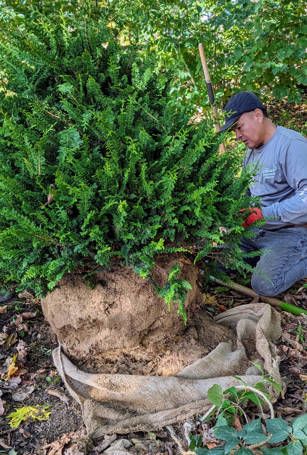 Planting More Fernspray Hinoki Cypress - The Martha Stewart Blog