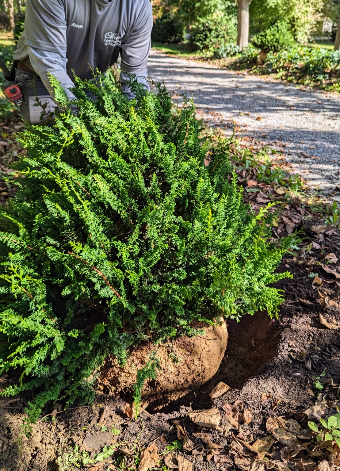 Planting More Fernspray Hinoki Cypress - The Martha Stewart Blog
