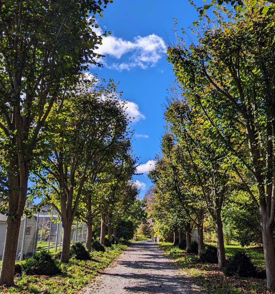 Planting More Fernspray Hinoki Cypress - The Martha Stewart Blog