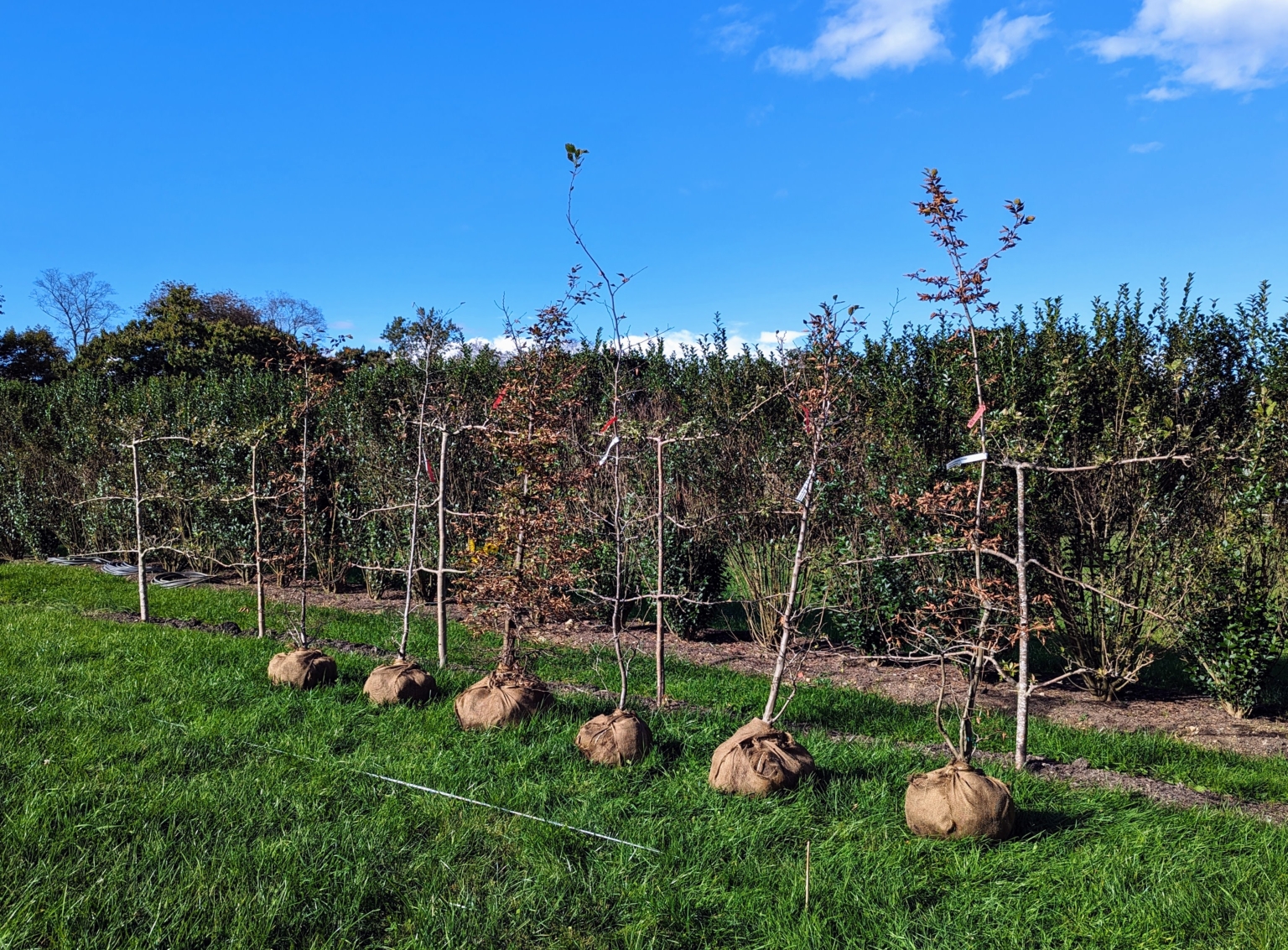 Planting European Hornbeams and Parrotias in My Maze - The Martha ...