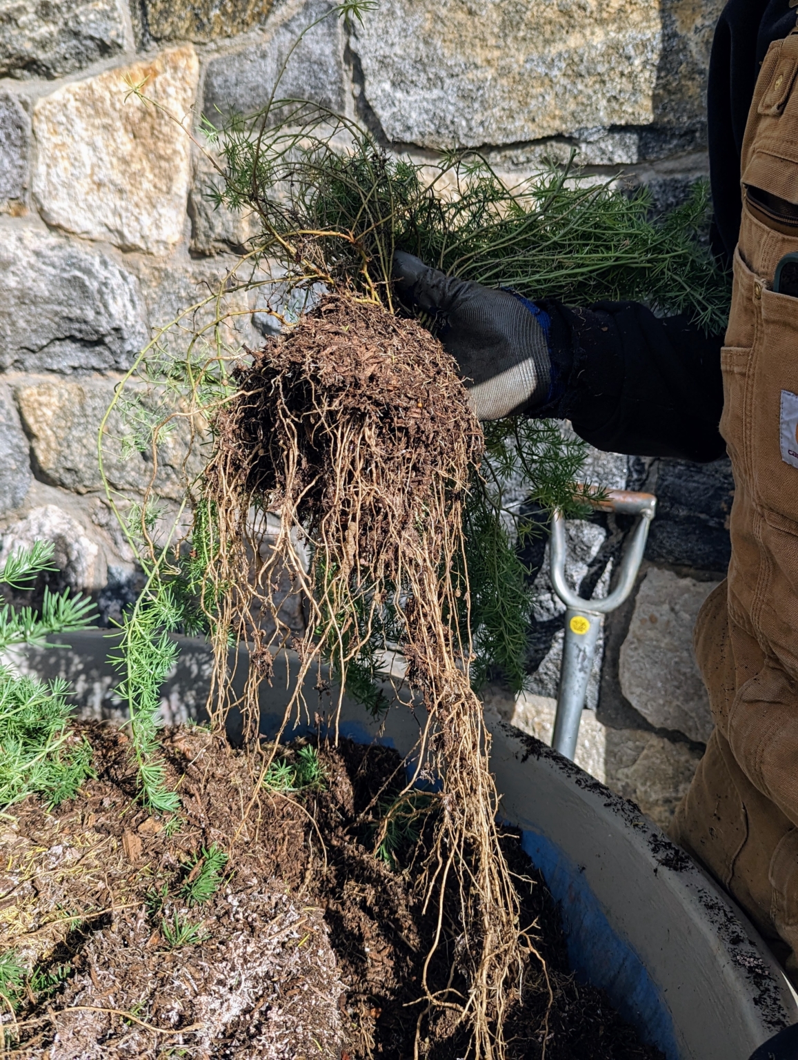 Preparing Potted Tropical Plants for Storage - The Martha Stewart Blog