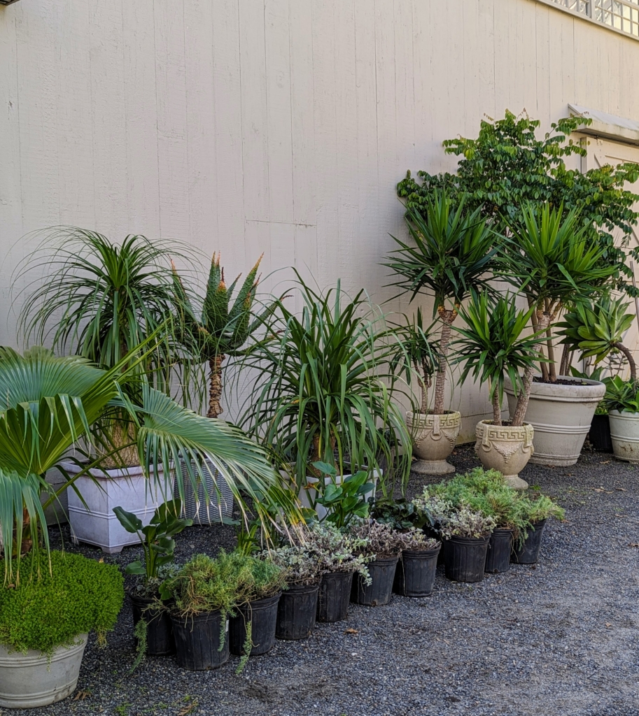 Preparing Potted Tropical Plants for Storage - The Martha Stewart Blog