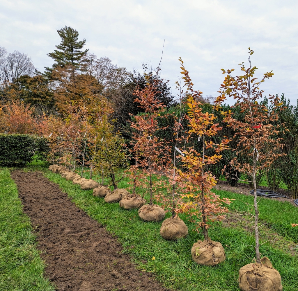 Planting European Hornbeams and Parrotias in My Maze - The Martha ...