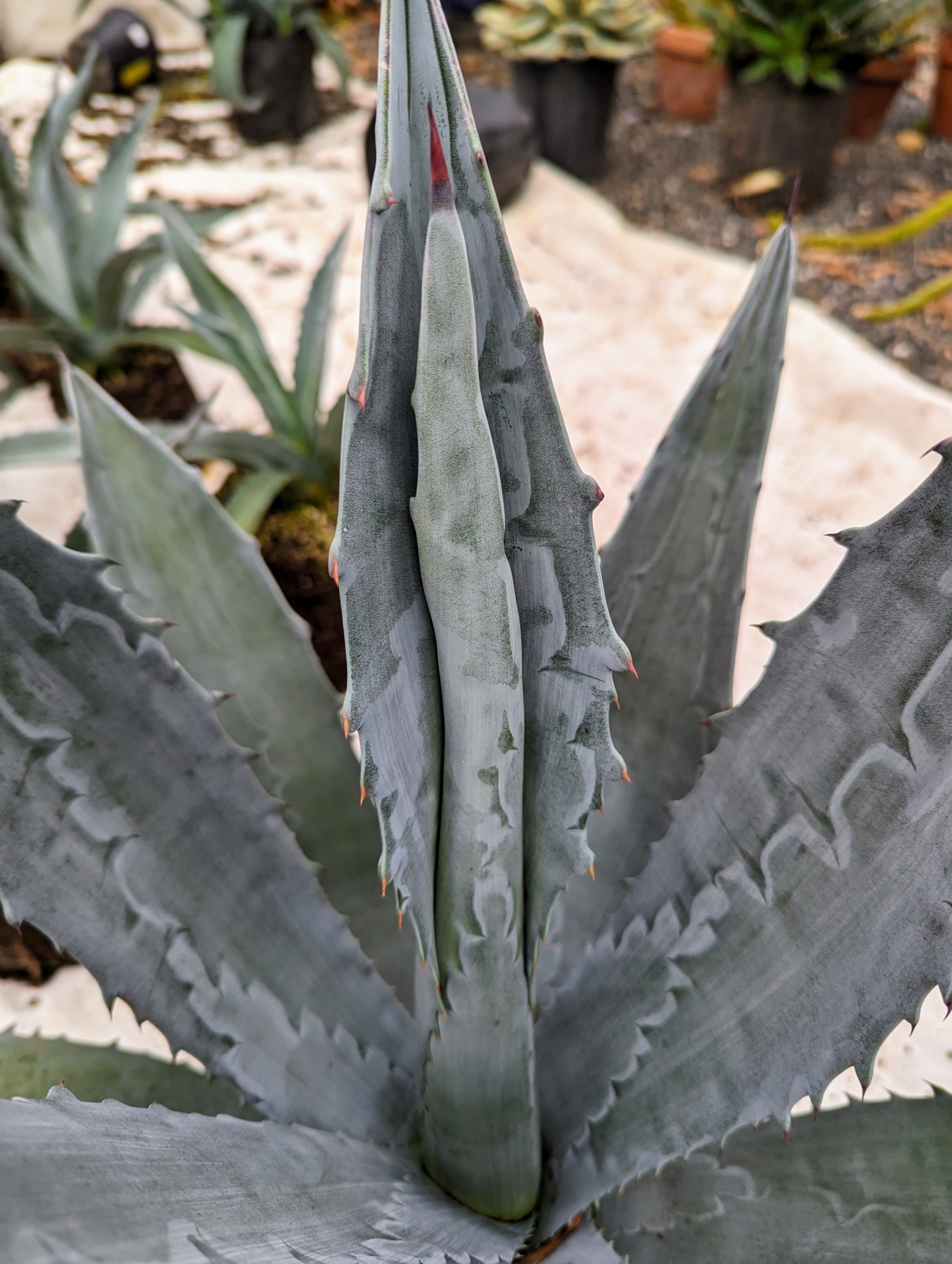 The Martha Stewart Blog : Blog Archive Repotting Young Agaves - The ...