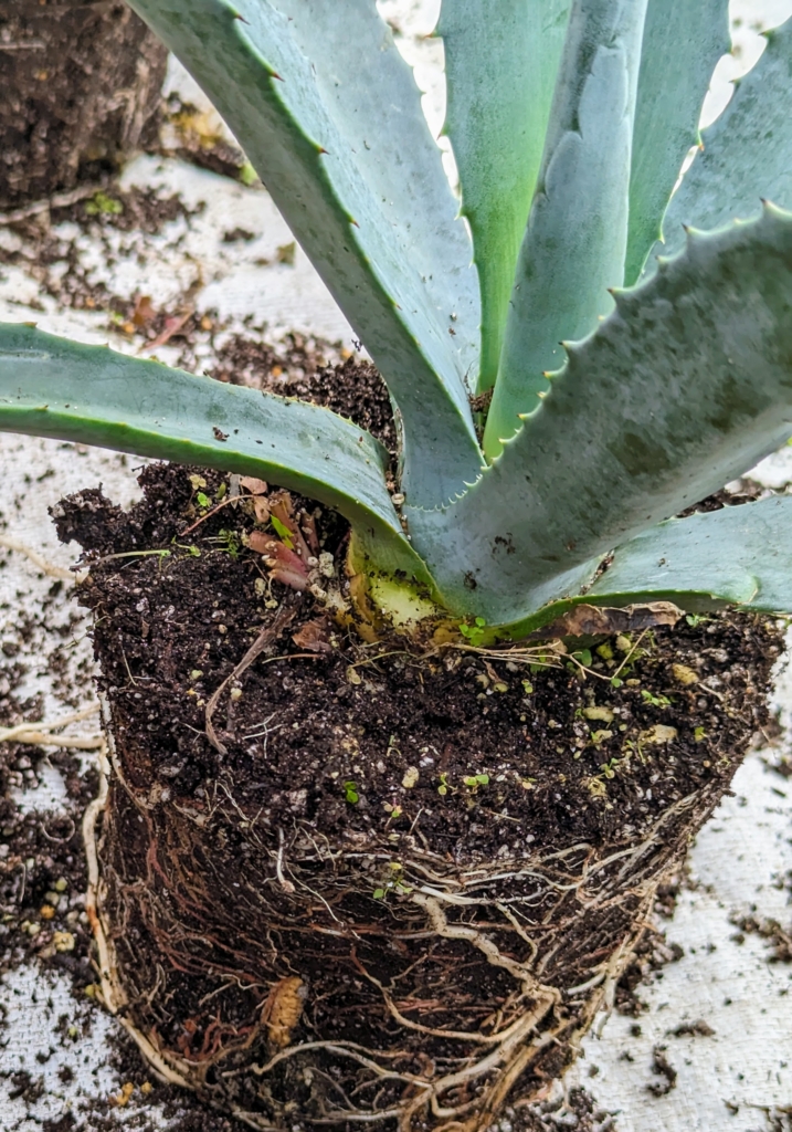 The Martha Stewart Blog : Blog Archive Repotting Young Agaves - The ...