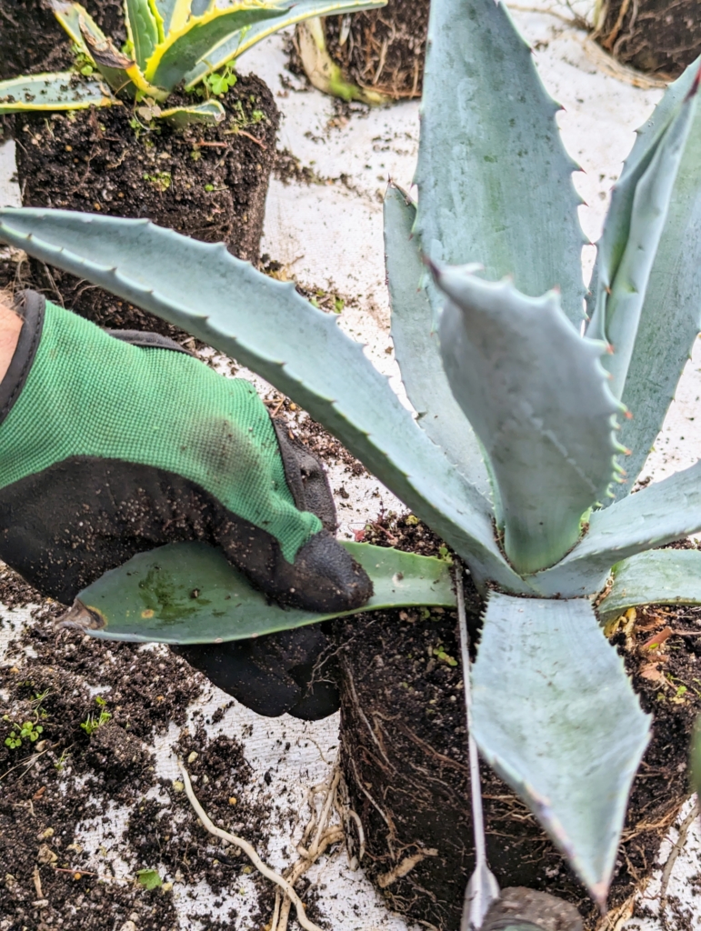 The Martha Stewart Blog : Blog Archive Repotting Young Agaves - The ...