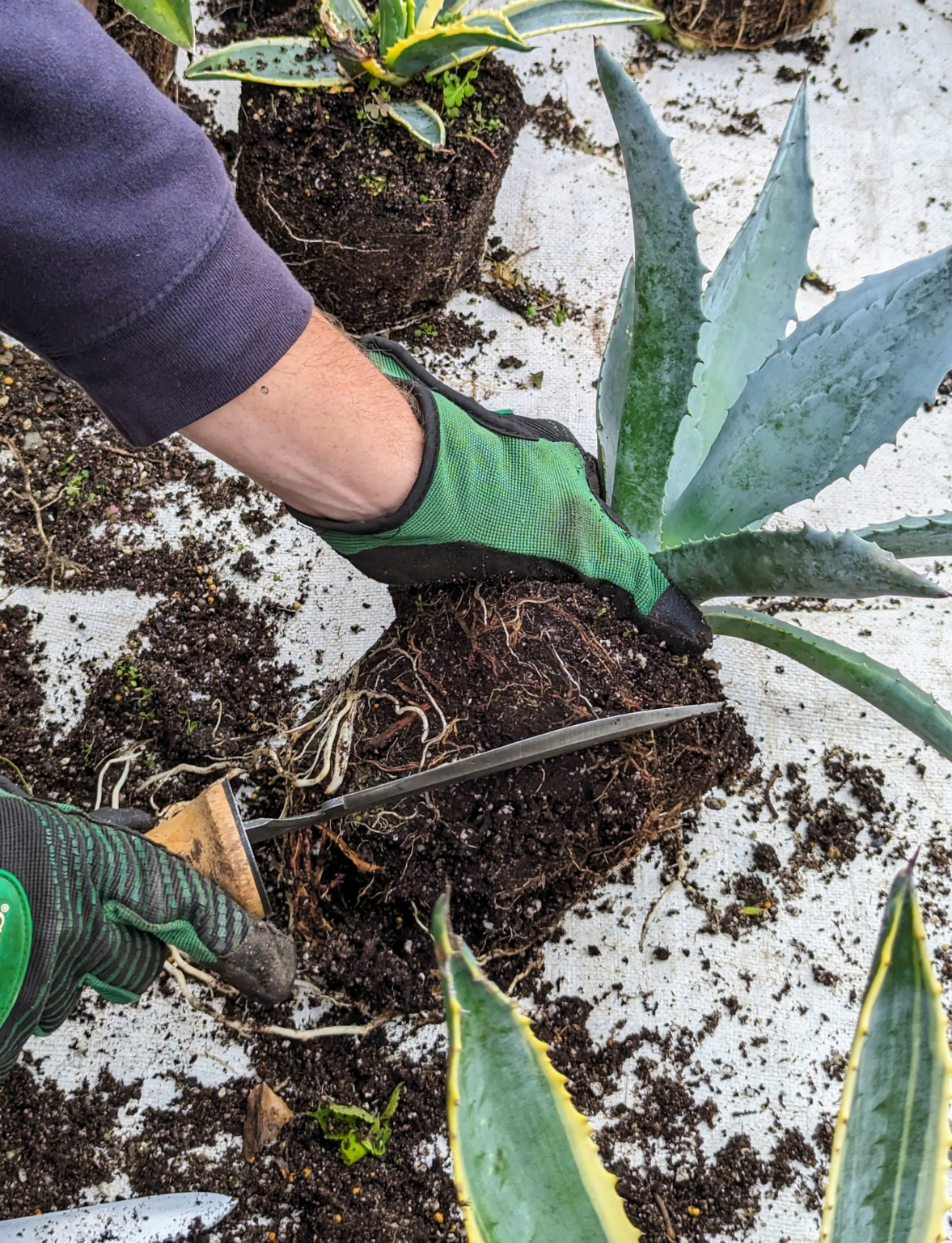 Repotting Young Agaves - The Martha Stewart Blog
