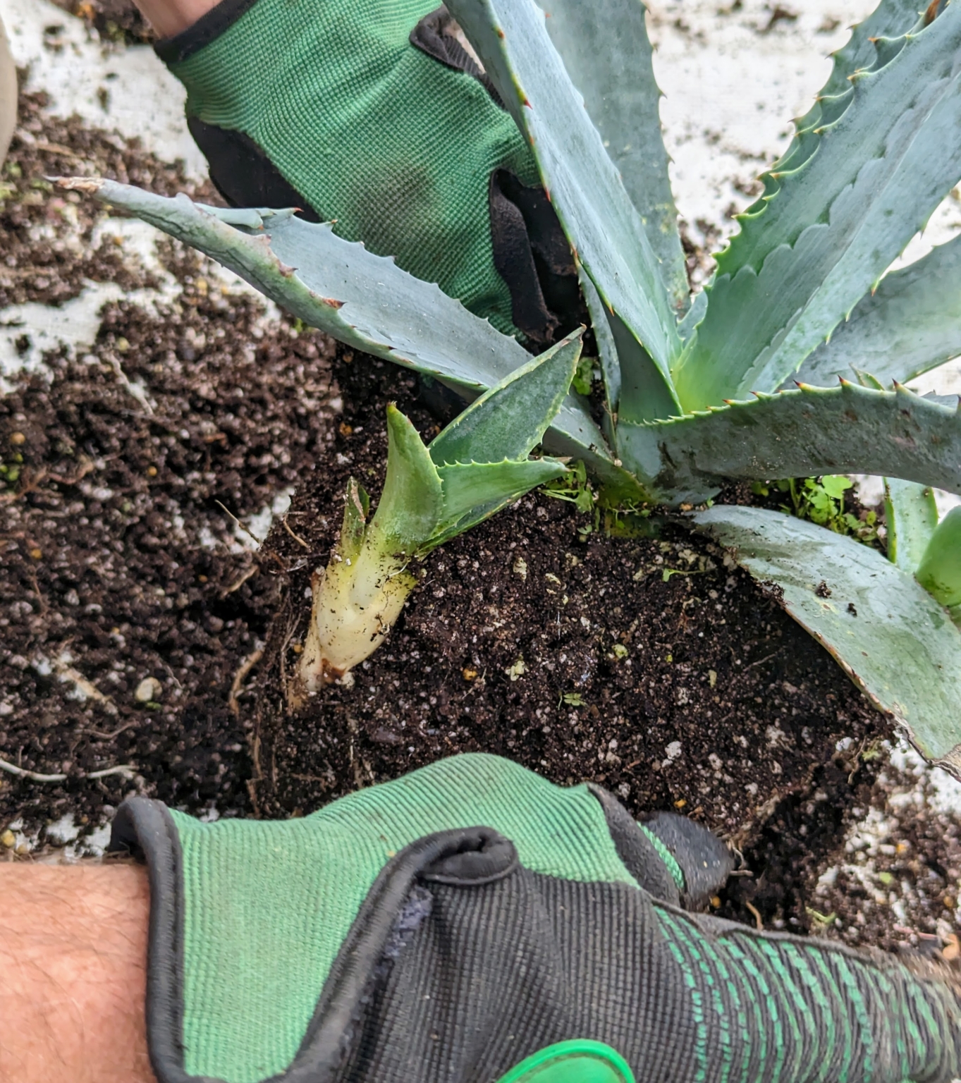 Repotting Young Agaves - The Martha Stewart Blog
