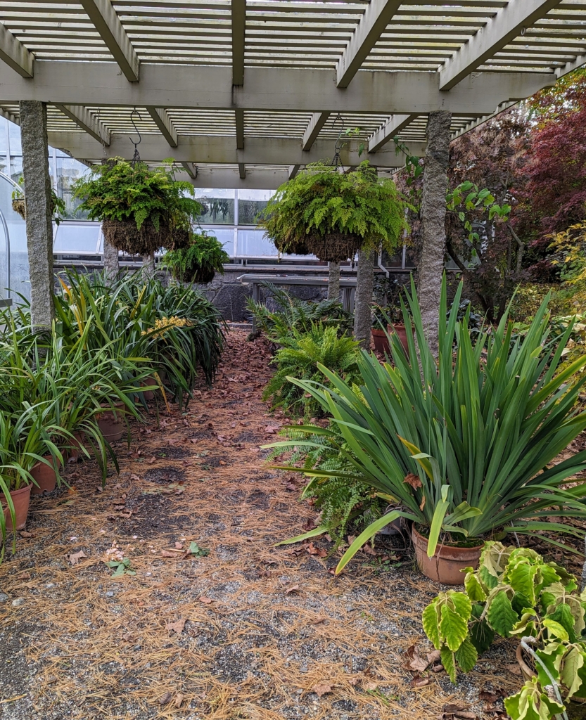 Time to Store My Tropical Plants for Winter - The Martha Stewart Blog