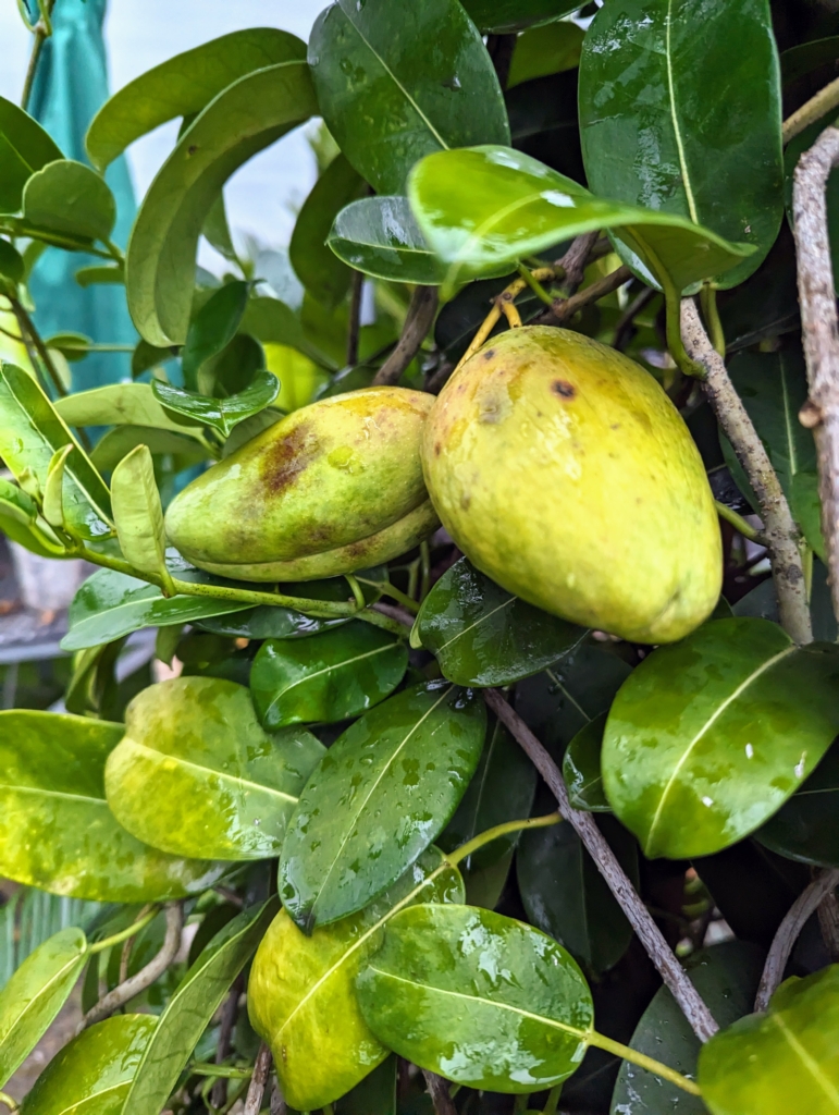 Time to Store My Tropical Plants for Winter - The Martha Stewart Blog