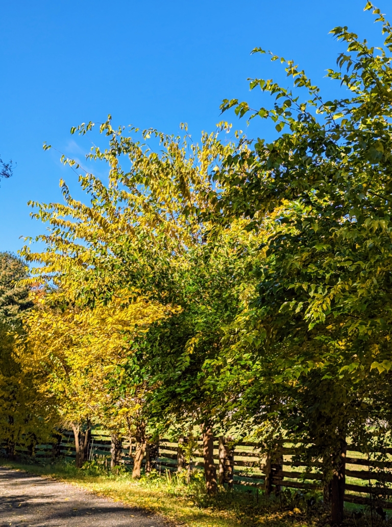 October Colors Around My Farm - The Martha Stewart Blog