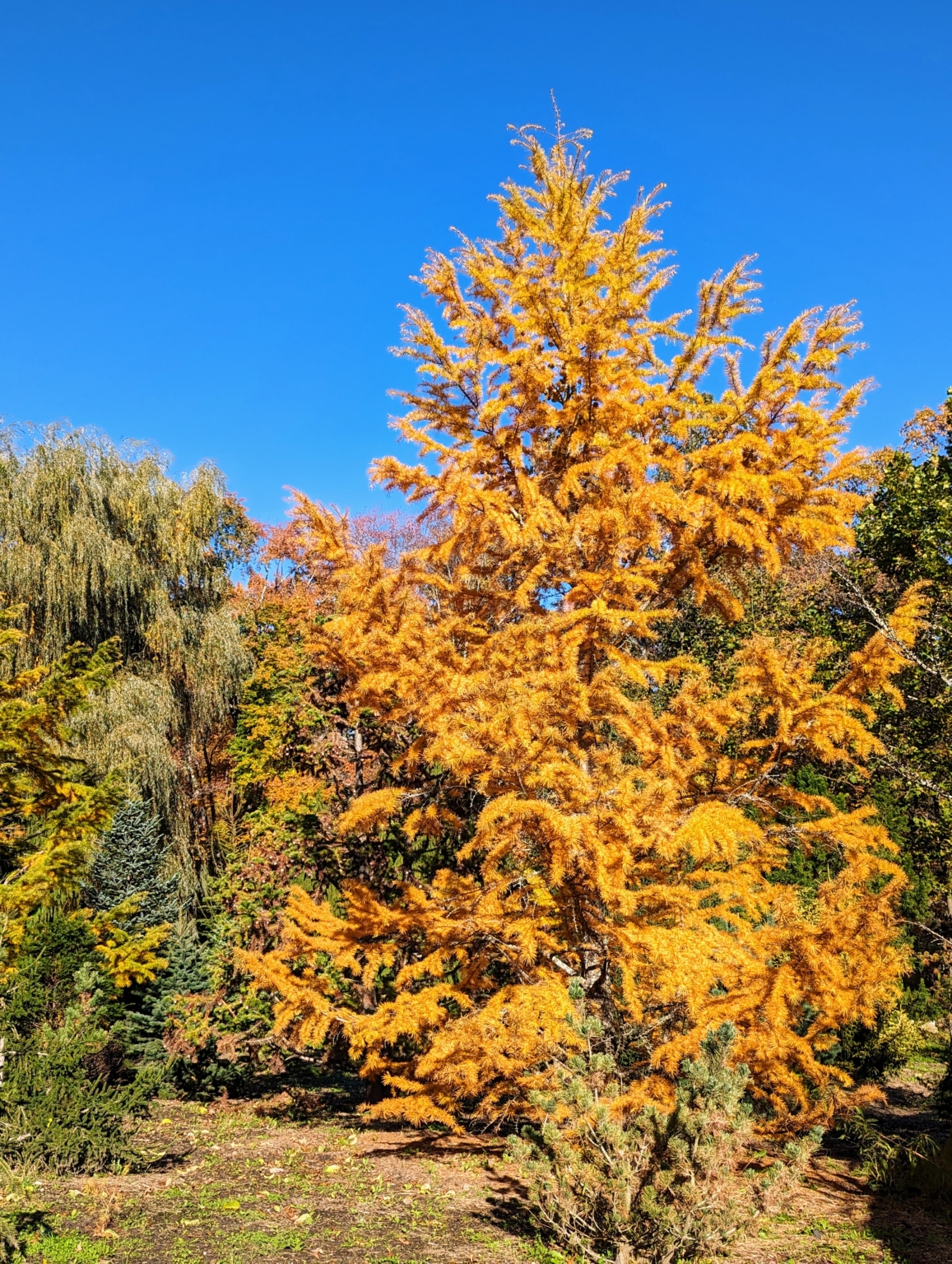 October Colors Around My Farm - The Martha Stewart Blog
