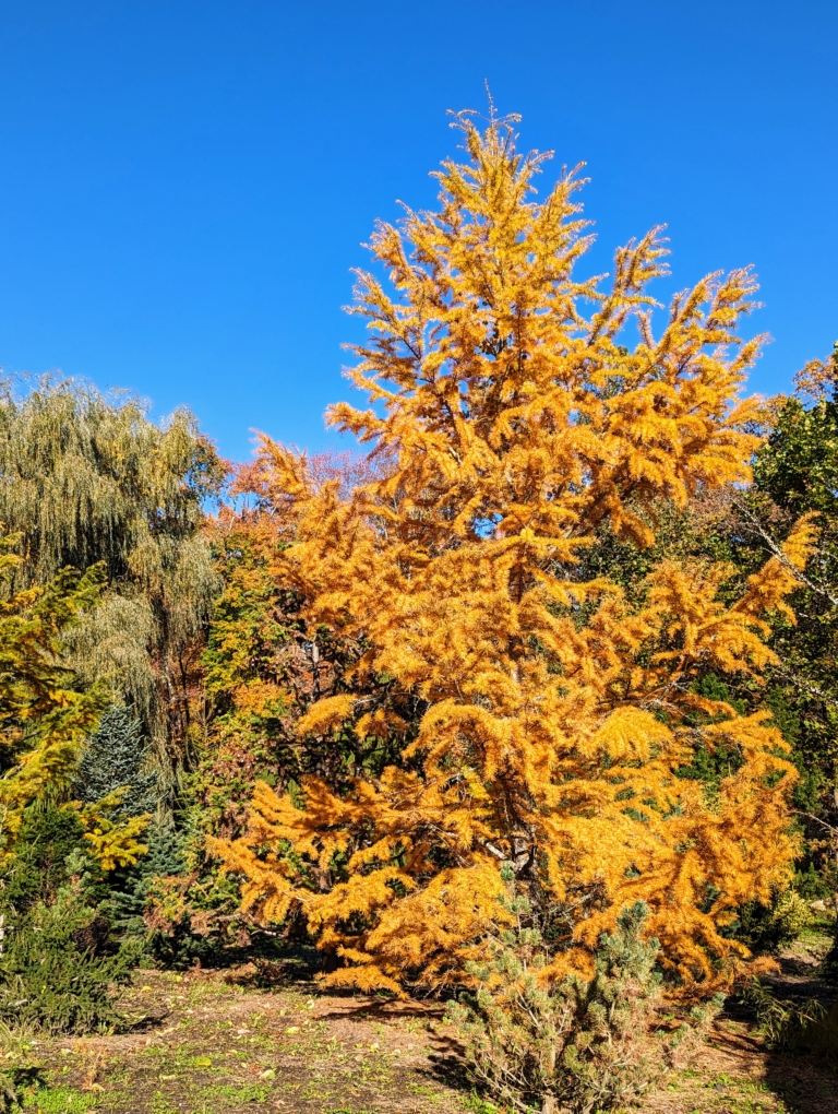 October Colors Around My Farm - The Martha Stewart Blog